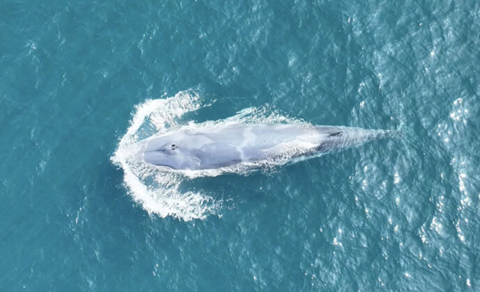 Thailand Surveys Omura's Whales In The Andaman Sea
