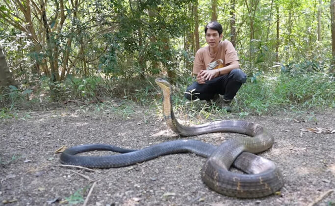 A Giant King Cobra Caught On Chonburi's Golf Course Is Sick