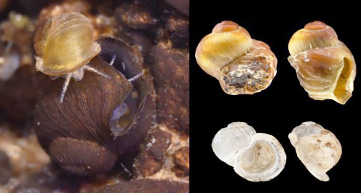 Freshwater Snail Species Spotted In South China After Over 100 Years