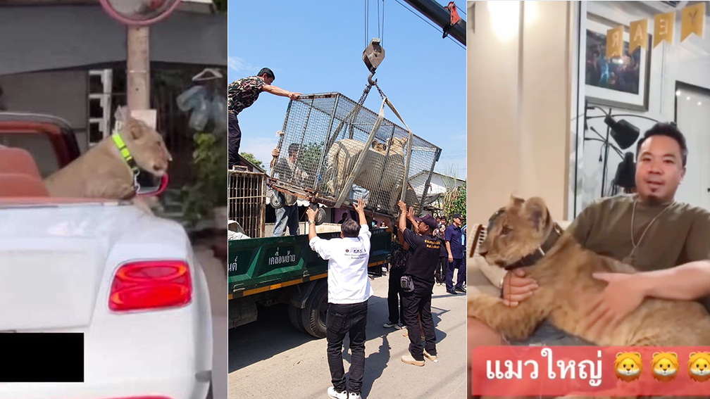 Three Lion Pet News Stories Are Coming From The Same Farm