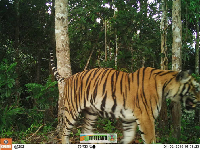 Three Tigers Are Found Roaming Between Thailand And Myanmar
