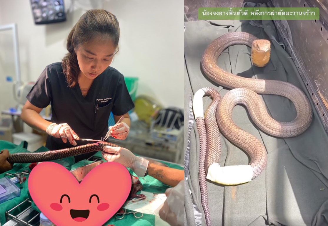 Soldiers Save a Giant King Cobra's Life, Carry Him to a Vet