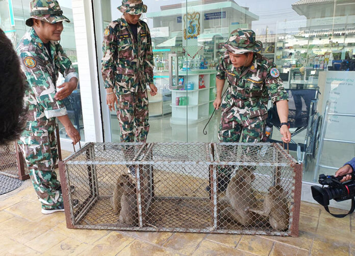 Lopburi traps monkeys while expanding injury compensation
