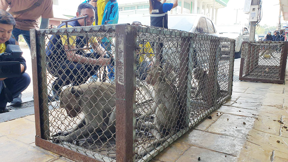 Lopburi traps monkeys while expanding injury compensation