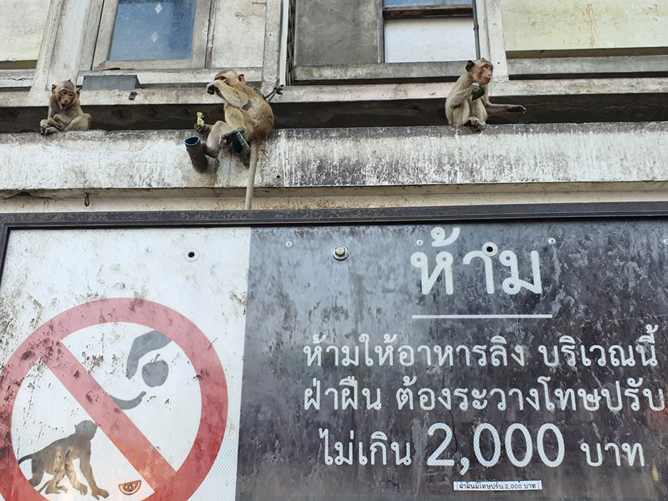 Monkey Attack: Lopburi Woman Sues, Calls for Declassification