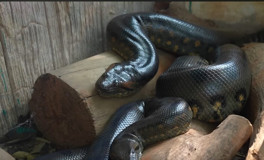 Mayo-Moya: The Giant Anacondas of Thailand