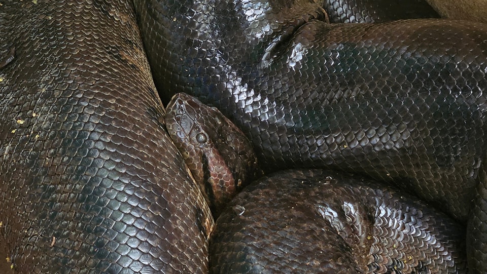Mayo-Moya: The Giant Anacondas of Thailand