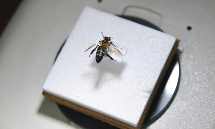 Himalayan Giant Bee Discovered in Thailand for the First Time