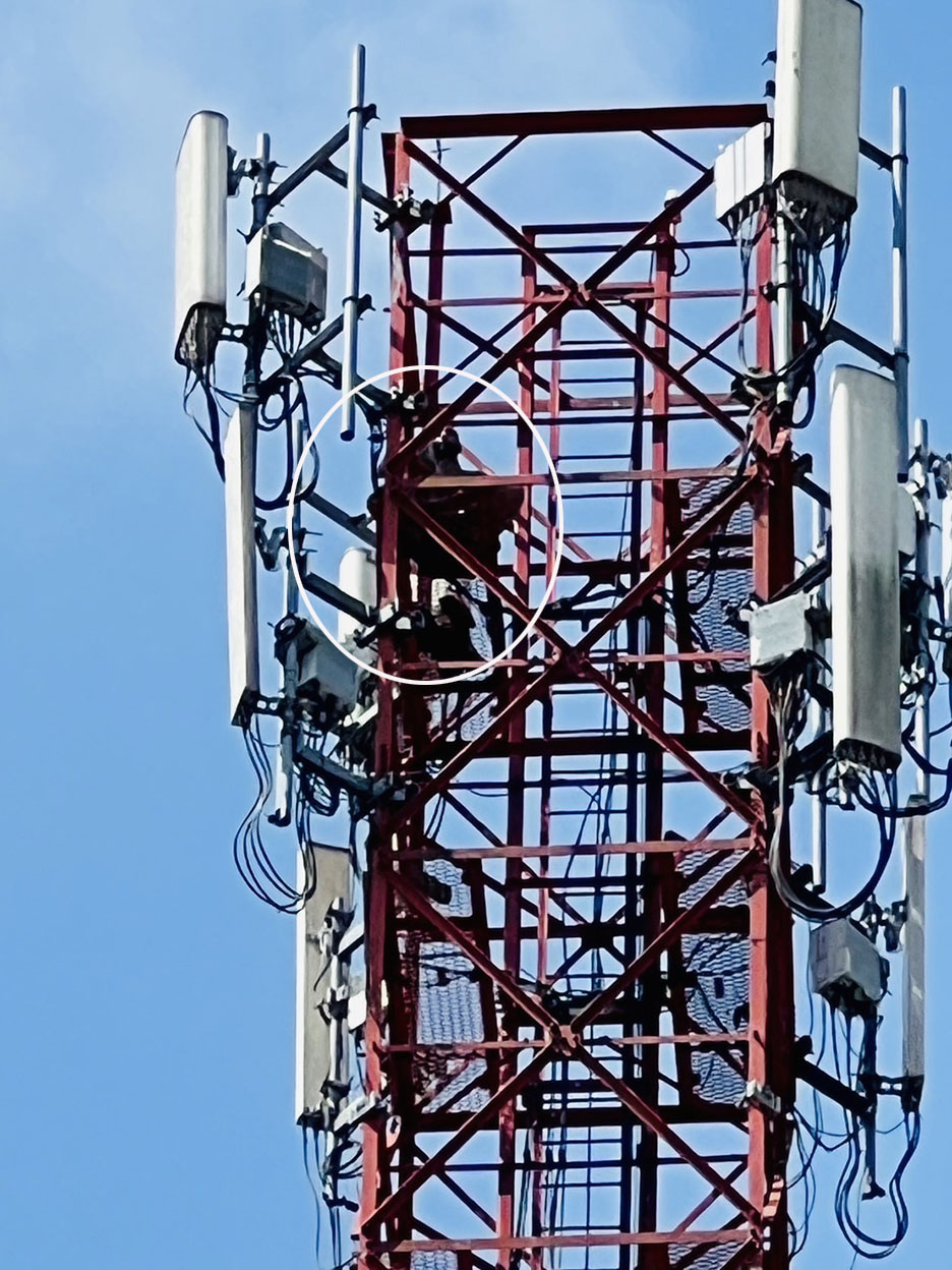 A Polish Man Climbs Surat Thani Telecom Tower and Falls 62 Metres