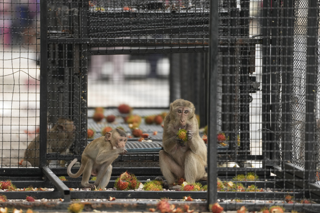 Thai Town Maddened by Marauding Monkeys Launches Plan to Lock Them up ...