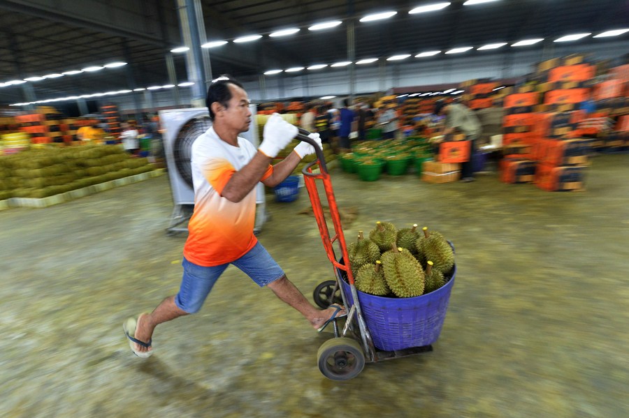 Journey of Durians from Thai Orchards to Chinese Markets