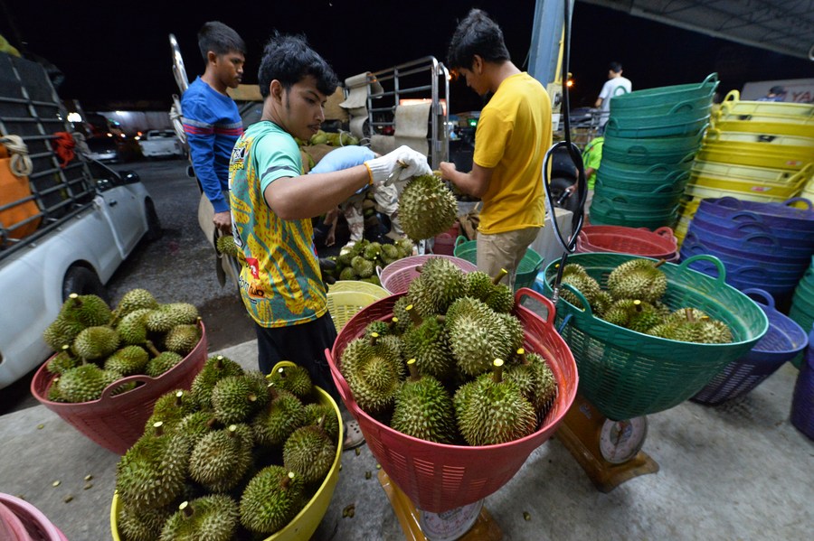 Journey of Durians from Thai Orchards to Chinese Markets