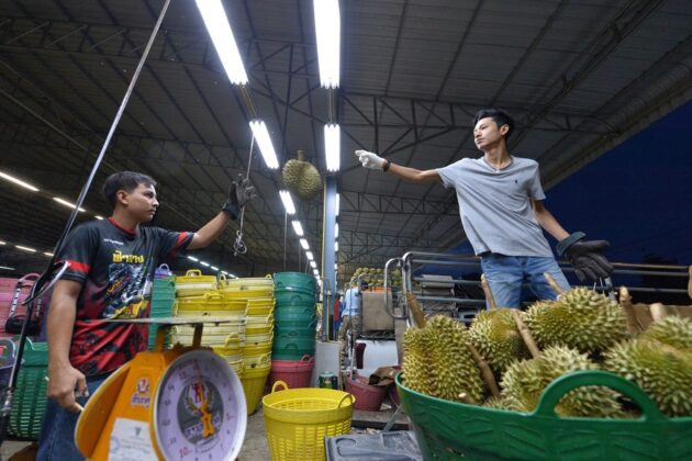 Journey of Durians from Thai Orchards to Chinese Markets