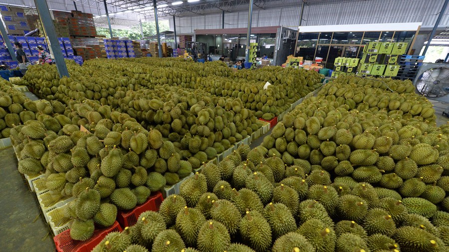 Journey of Durians from Thai Orchards to Chinese Markets