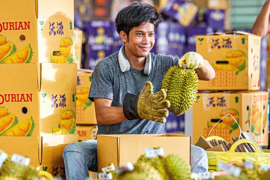 Journey of Durians from Thai Orchards to Chinese Markets