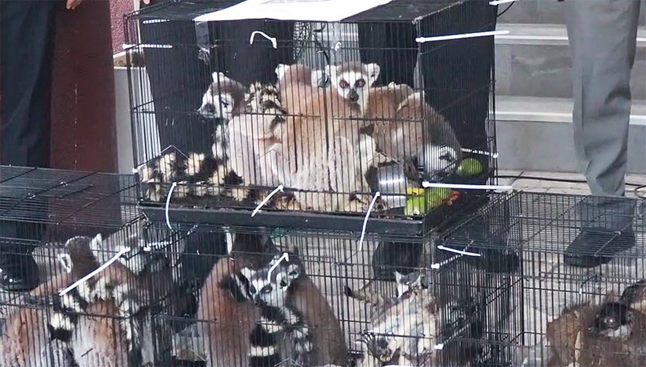 Thai-US Seizes 48 Lemurs and 1,076 Tortoises from Wildlife Trafficking Ring