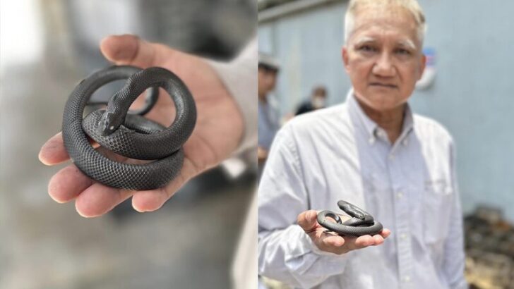 Tragic Chatuchak Pet Market Fire Reveals Heartbreaking of Self-Biting ...