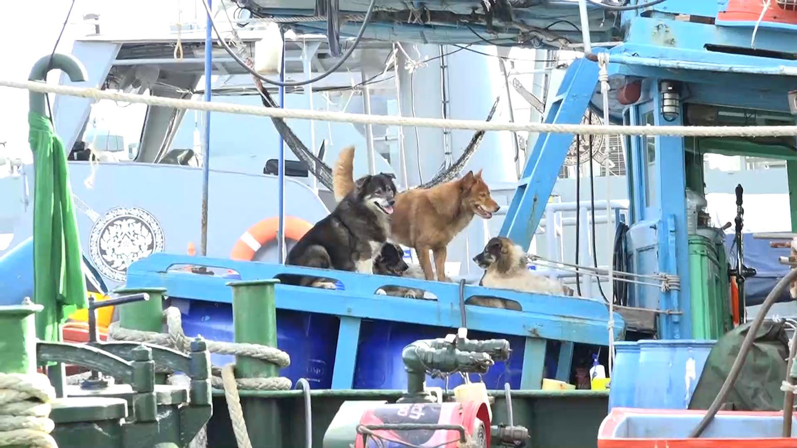 8 Dogs Abandoned on Oil Smuggling Boats Still Miss Their Owners