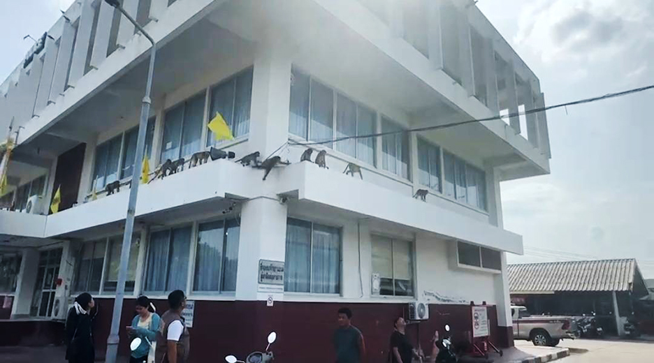 Lopburi Officials Try to Capture All Escaped Monkeys That Stormed ...