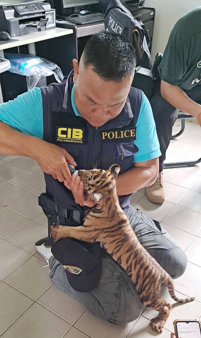 Vietnamese Man and Thai Woman Arrested With Tiger Cub Allegedly Sold ...