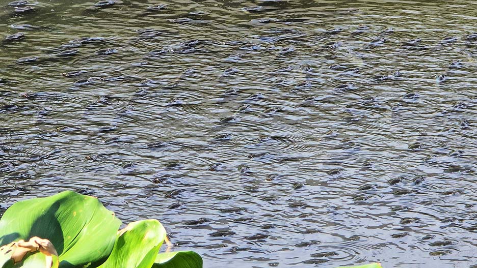 Thailand Fights Alien Fish: Measures to Control African Blackchin Tilapia