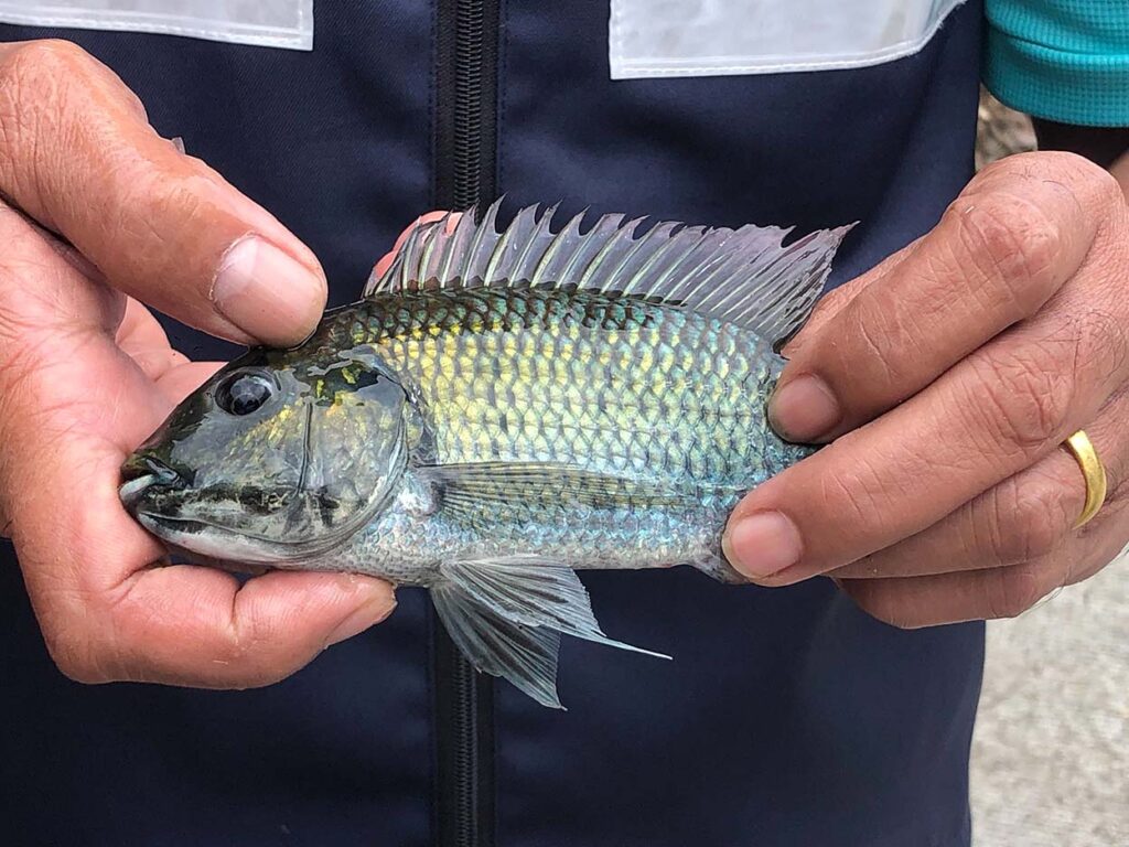 Thailand Fights Alien Fish: Measures to Control African Blackchin Tilapia