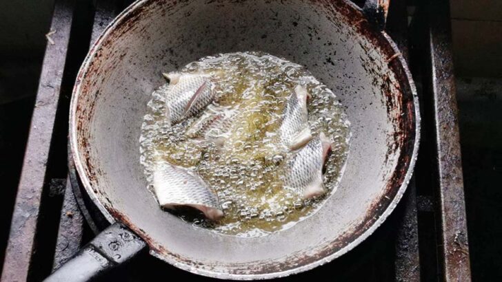 Thailand Fights Alien Fish: Measures to Control African Blackchin Tilapia