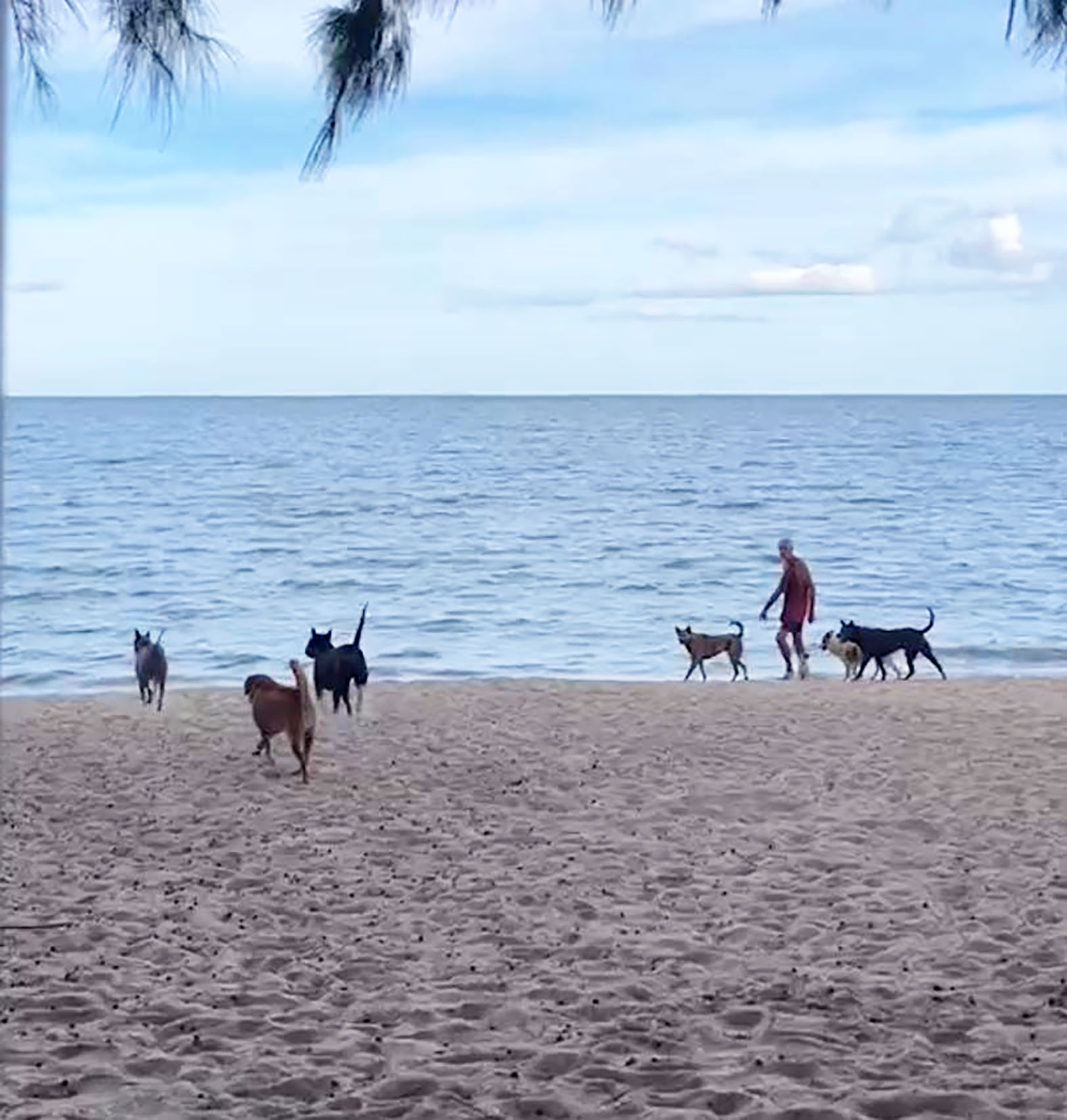 Swiss Man Bitten: Unresolved Problem of Foreigner's Dogs Plagues Thai Beach