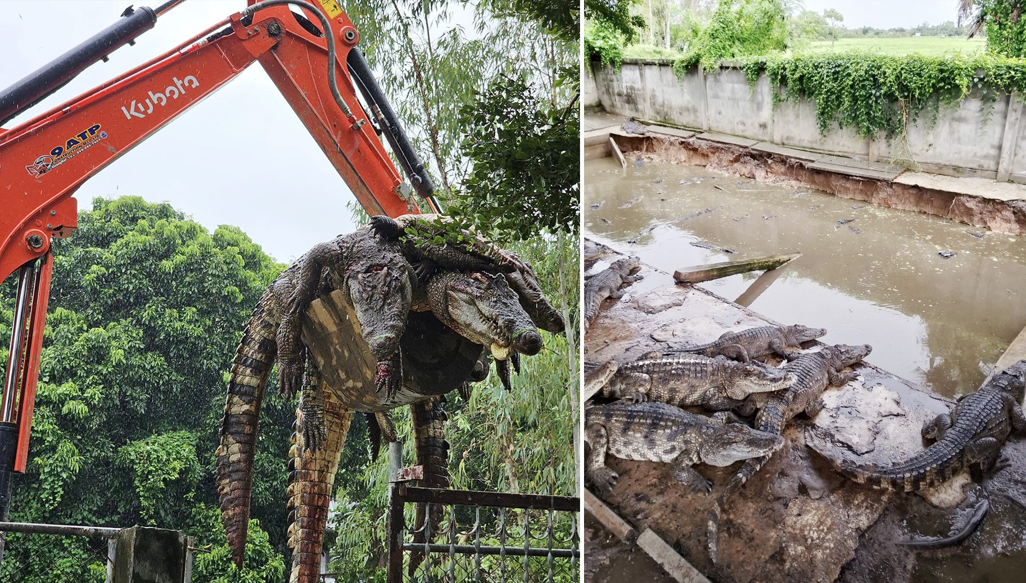 Thai Crocodile Farmer Explains His Desperate Choice of Mass Culling