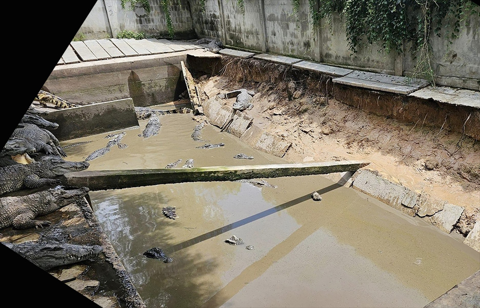 Thai Crocodile Farmer Explains His Desperate Choice of Mass Culling