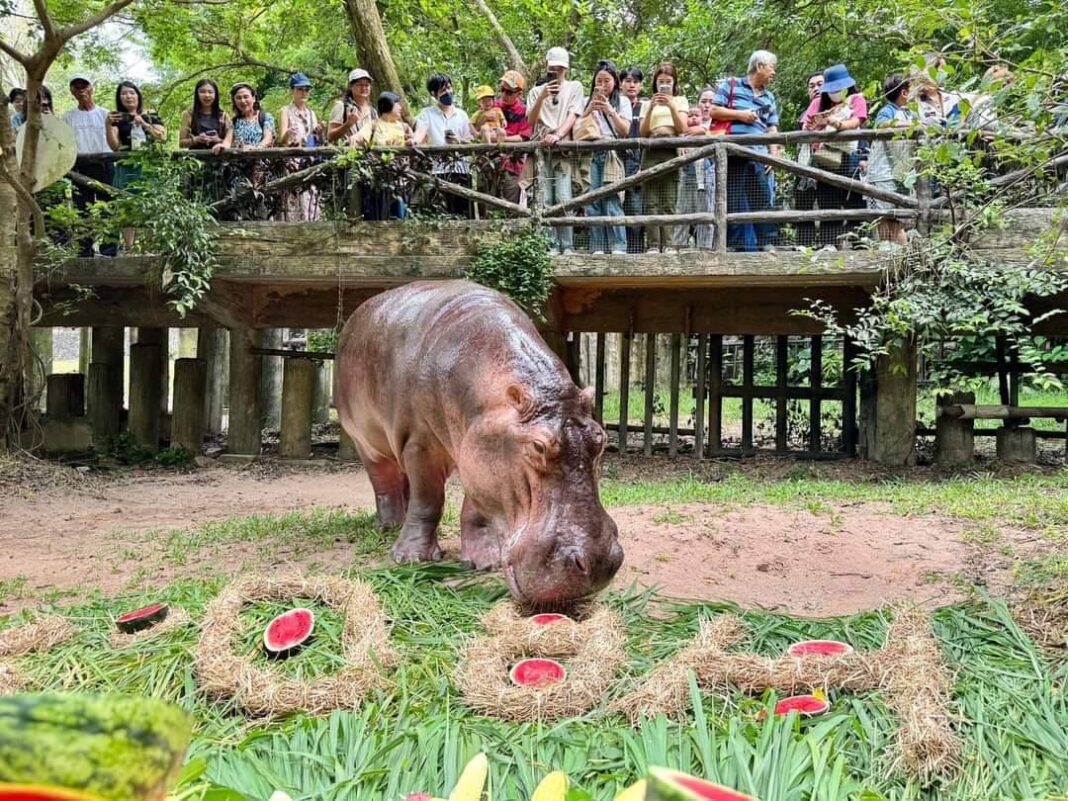 Viral Pygmy Hippo 'Moo Deng' Boosts Khao Kheow Open Zoo Visitors