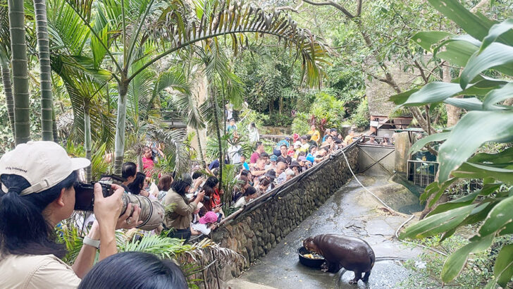 Viral Pygmy Hippo 'Moo Deng' Boosts Khao Kheow Open Zoo Visitors