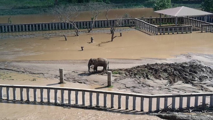 Elephant Deaths in Chiang Mai Flood Spark Debate on Wildlife Safety ...