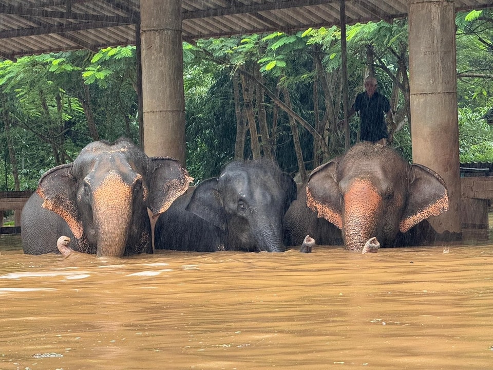 Flash Floods Hit Chiang Mai Elephant Nature Park, Intense Rescue Ongoing