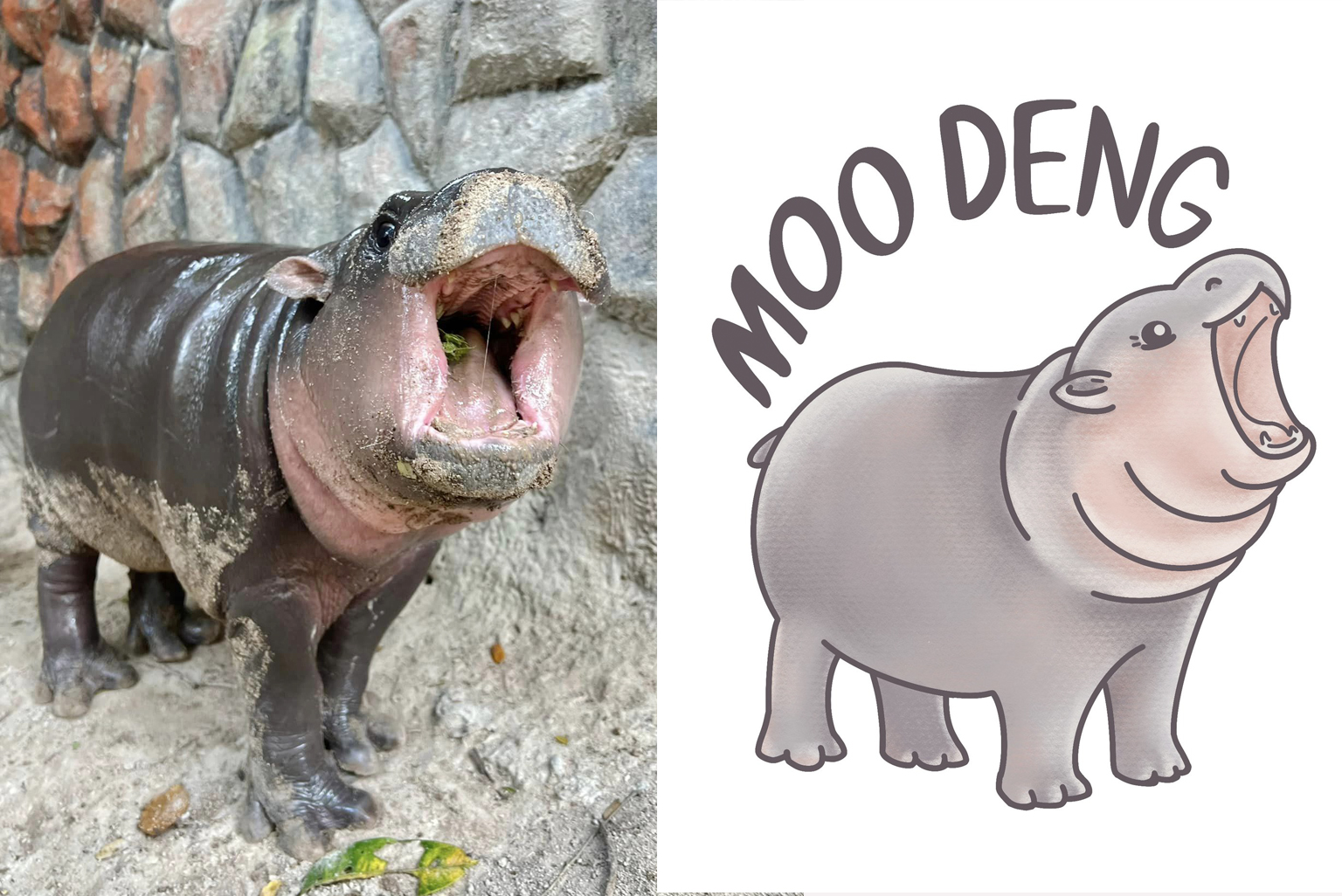 "Moo Deng" Phenomenon Sparks Business Growth, Secures Trademark