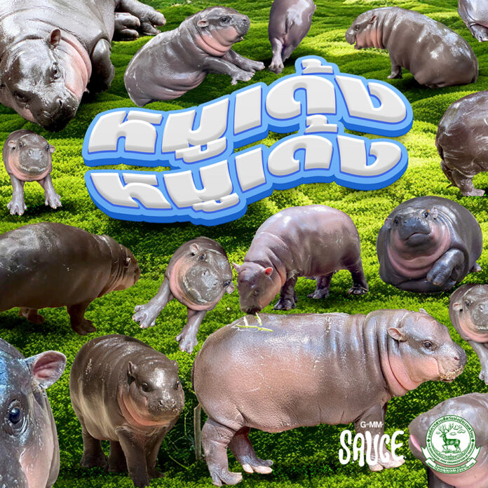 "Moo Deng" Song Released in 4 Languages with Free Ringtone Downloads
