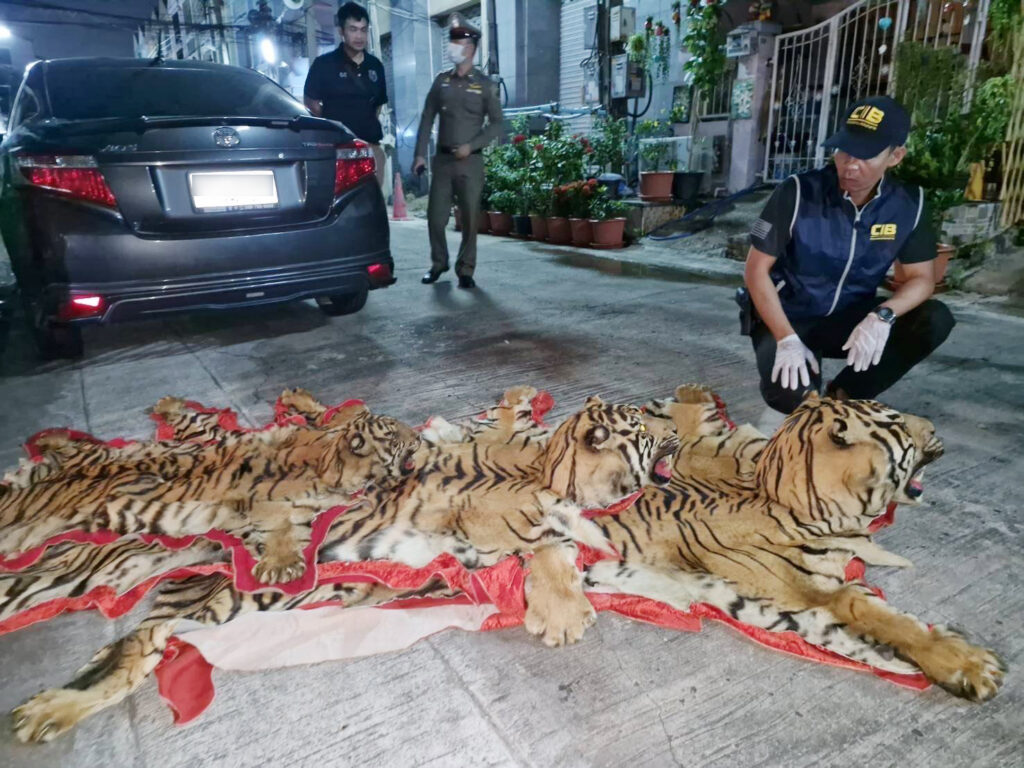 Thai Us Joint Operation Nets Major Tiger Trafficking Arrest