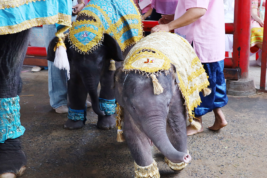 Ayutthaya Twin Elephants Unite in Wedding Ceremony