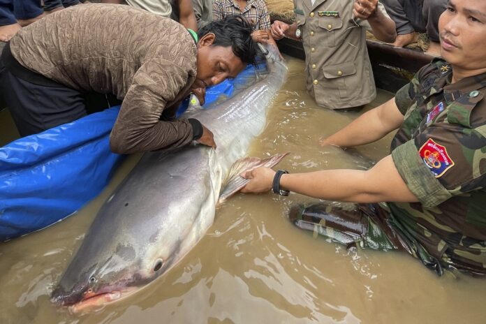 Huge and Rare Mekong Catfish Spotted in Cambodia, Raising Conservation ...