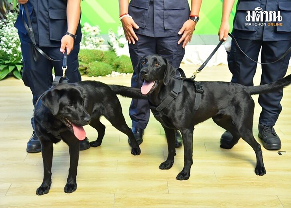 Australia Gifts Two Drug Detection Dogs to Thai Customs