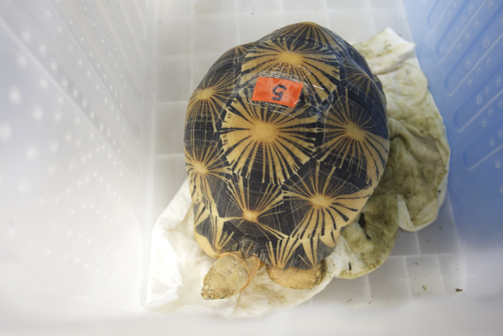 Thais Send Smuggled Tortoises Home to Tanzania as Evidence Against ...