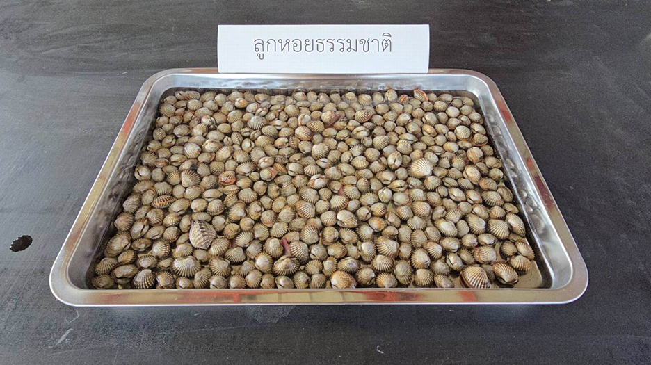 Thai Research Breakthrough: New Hope for Blood Cockle Industry