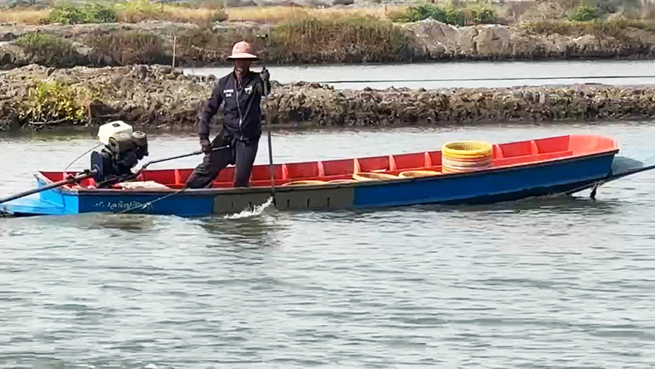 Thai Research Breakthrough: New Hope for Blood Cockle Industry