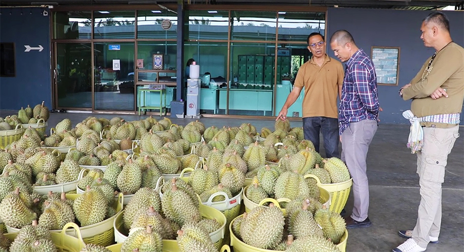 Thai Durian Prices Crash After China's Chemical Test Rules