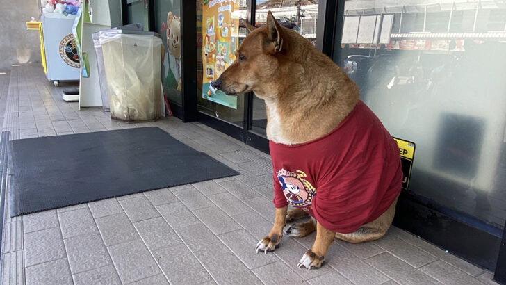 Thailand's Hachiko: Dog Refuses to Leave Owner's Last Known Spot
