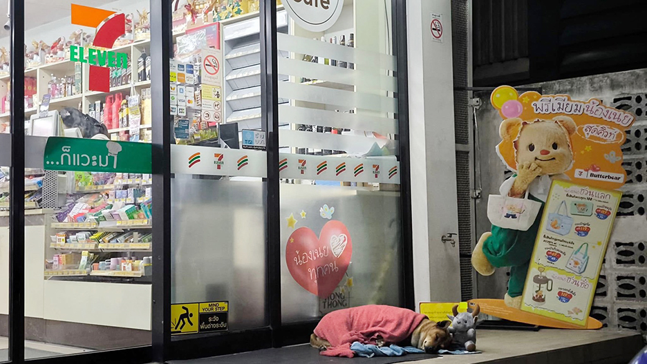 Thailand's Hachiko: Dog Refuses to Leave Owner's Last Known Spot