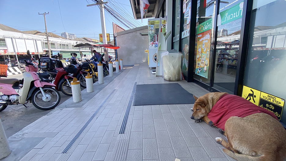 Thailand's Hachiko: Dog Refuses to Leave Owner's Last Known Spot
