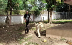 'Simba' the Lion Rescued, Tiger Cub Dies in Thai Wildlife Raid