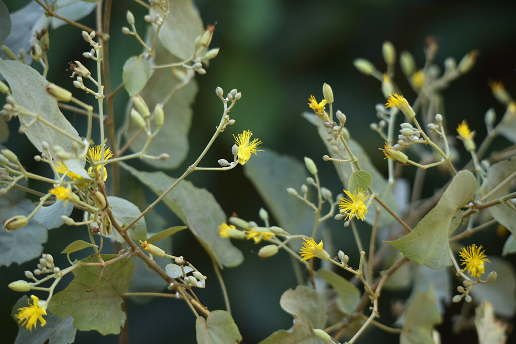 Thai Researchers Discover New Plant Genus in Tenasserim Mountain