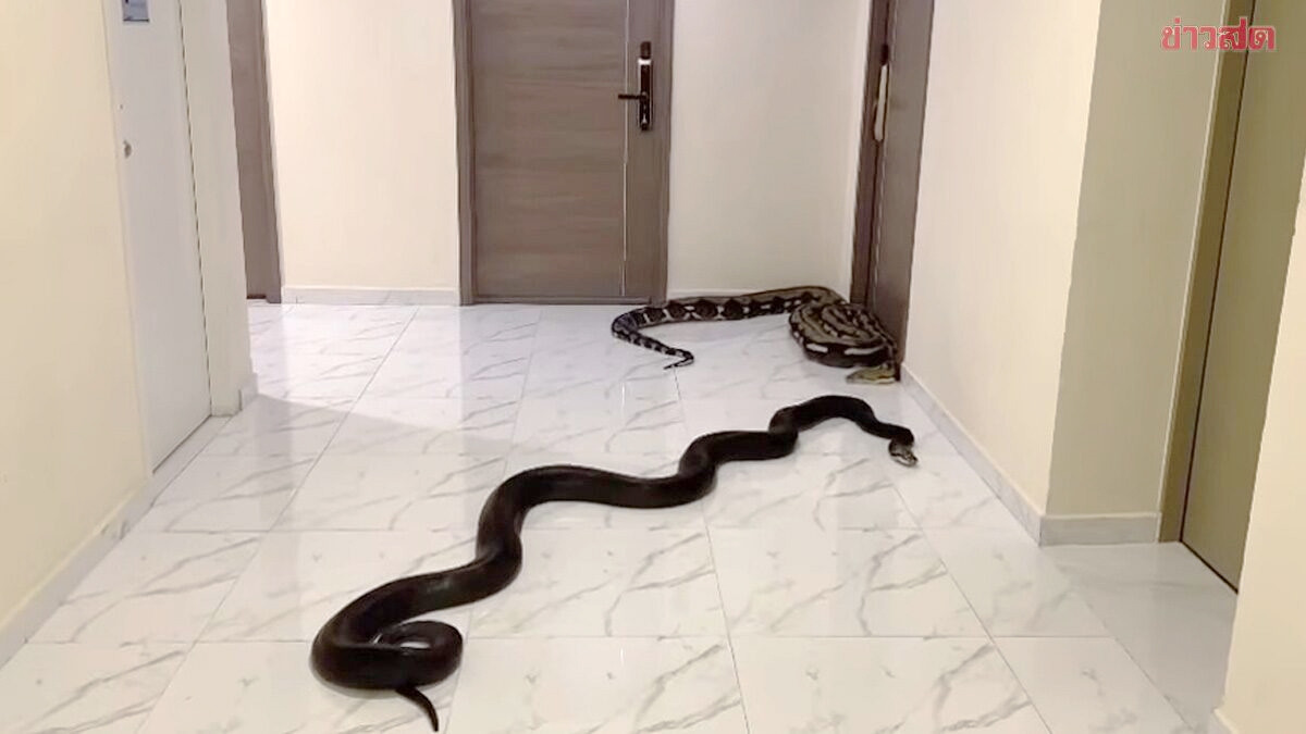 Giant Snakes Unleashed Against Dog owner in Bangkok Condo